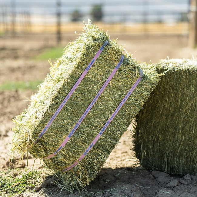 Hay & Forage at Tractor Supply Co.