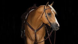 Shop for Weaver Livestock Livestock Shampoos & Conditioners at Tractor ...