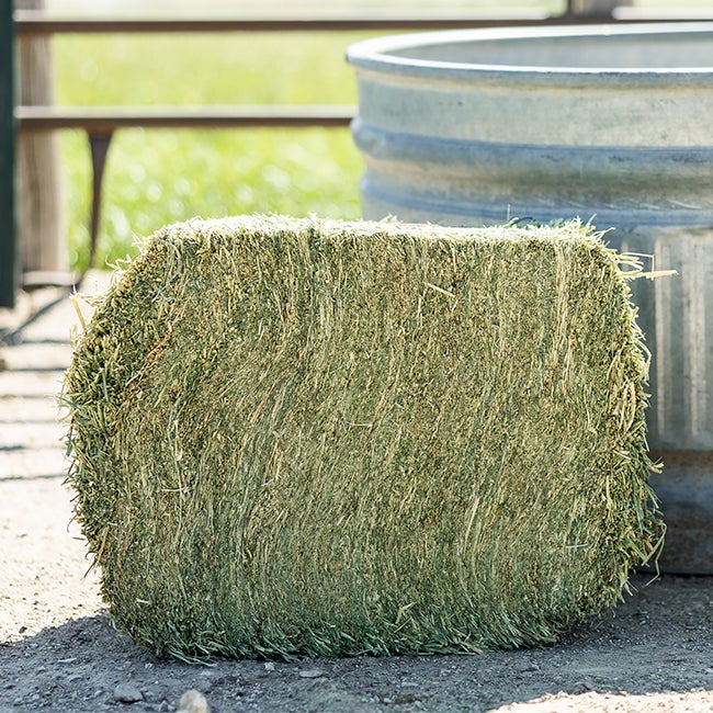 Hay & Forage at Tractor Supply Co.