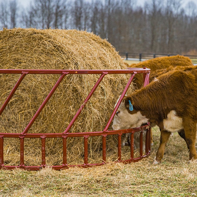 Hay & Forage at Tractor Supply Co.