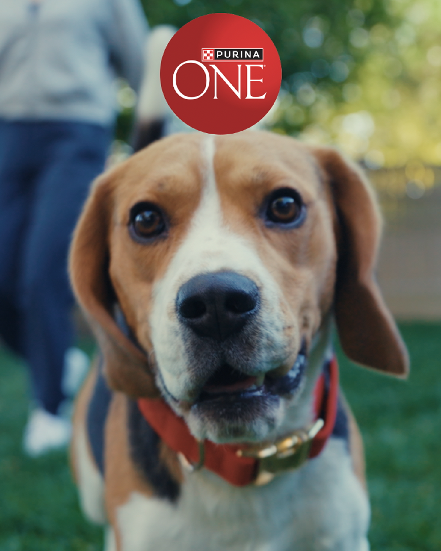 Shop for Purina One Dry Dog Food at Tractor Supply Co.