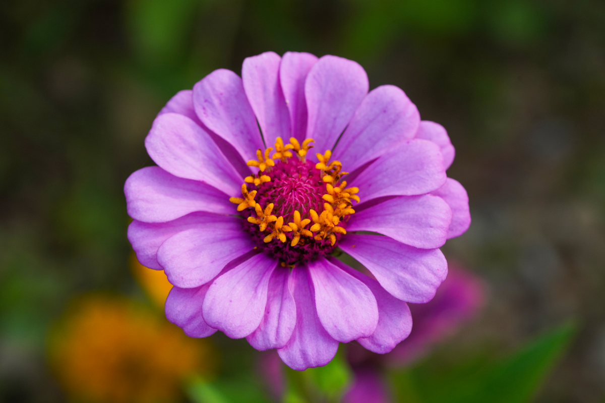 zinnias