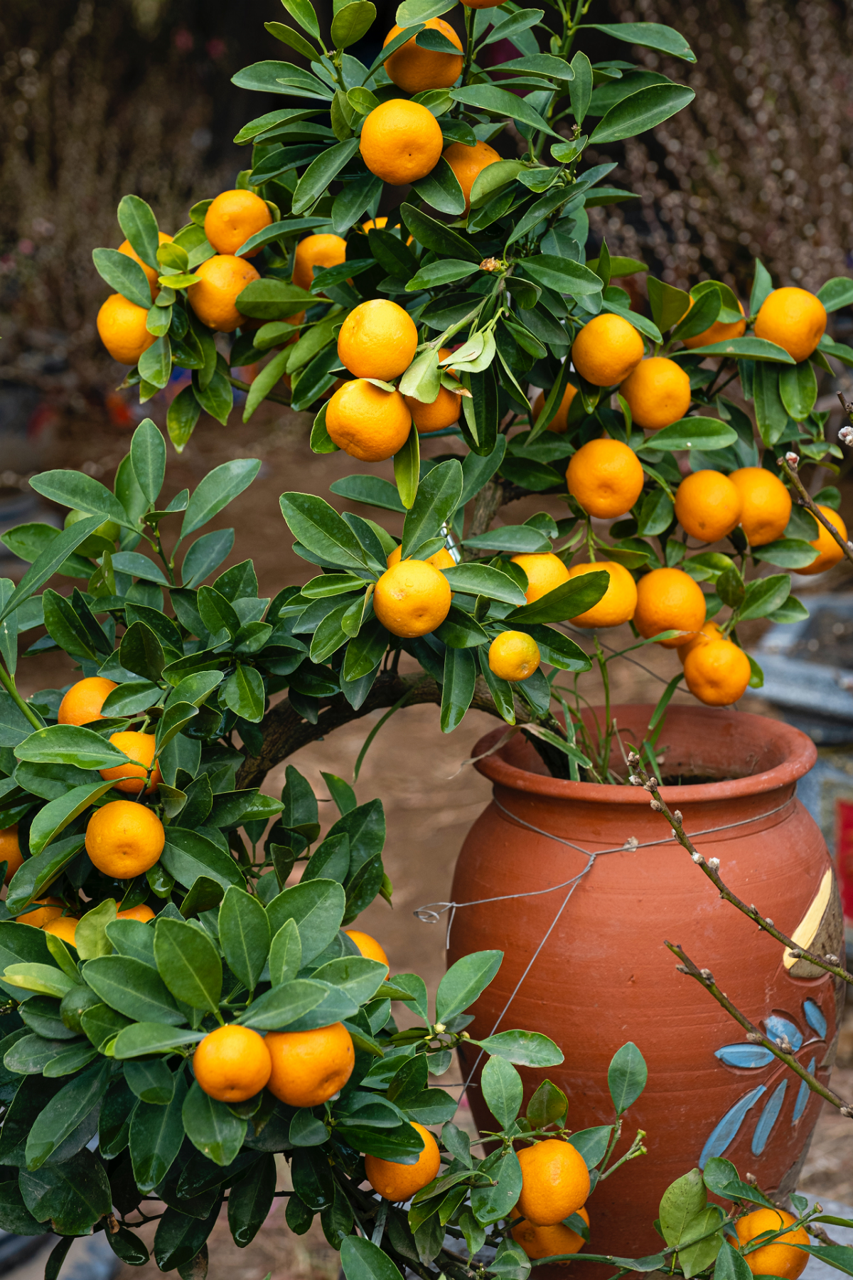 dwarf orange tree
