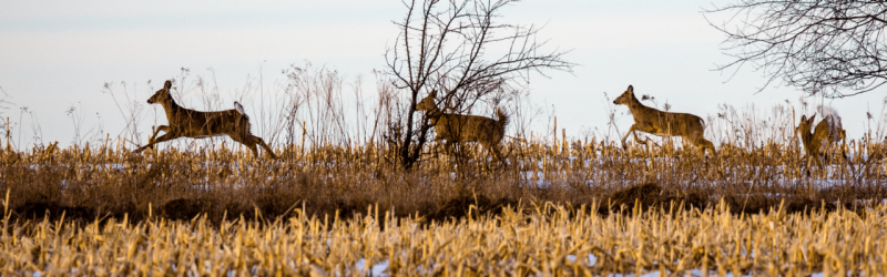 Deer Nutritional Guide: Deer Protein Feed & More | Tractor Supply Co.