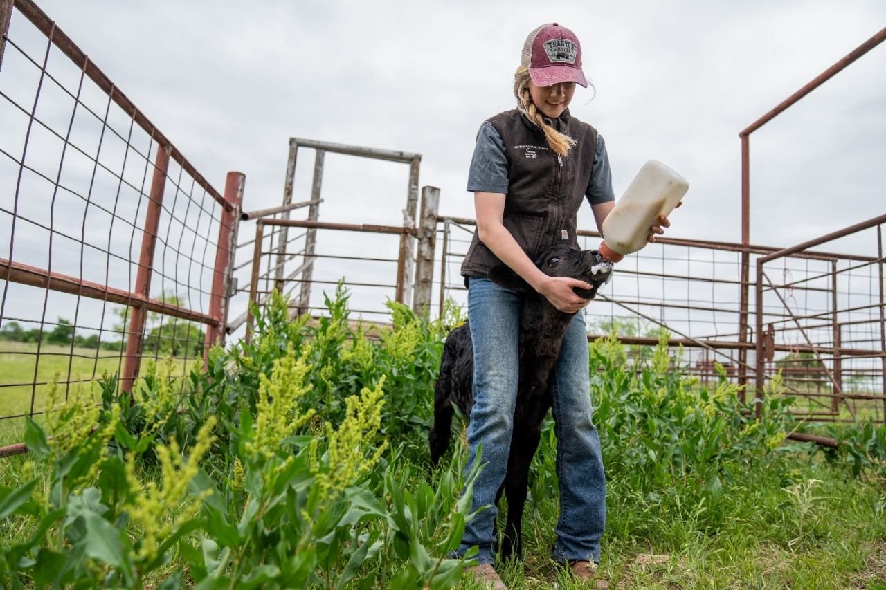 Guide to Raising Healthy Beef Calves | Tractor Supply Co.
