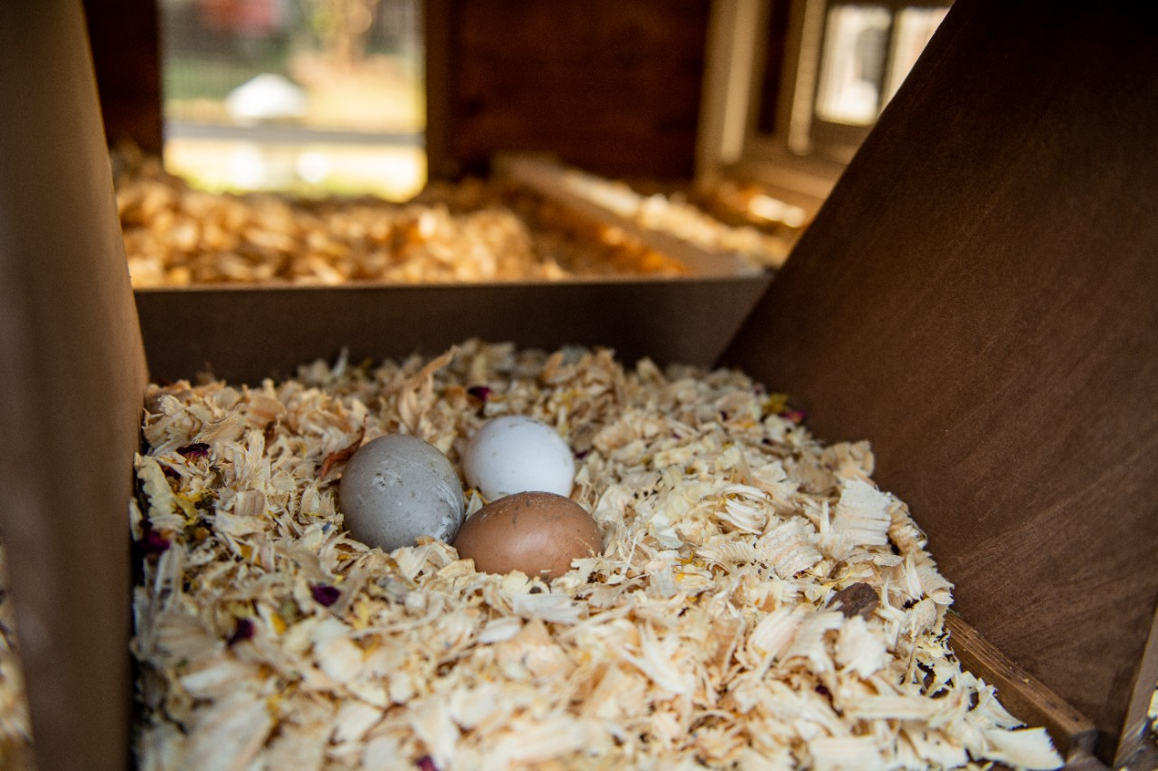 How to Care for Brooding Chickens | Tractor Supply Co.