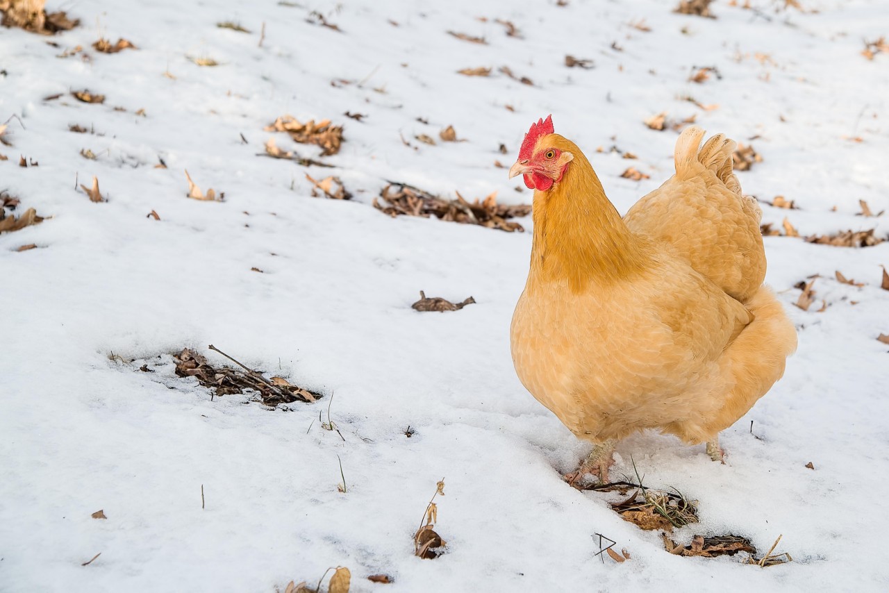 10 Reasons Chickens Stop Laying Eggs | Tractor Supply Co.