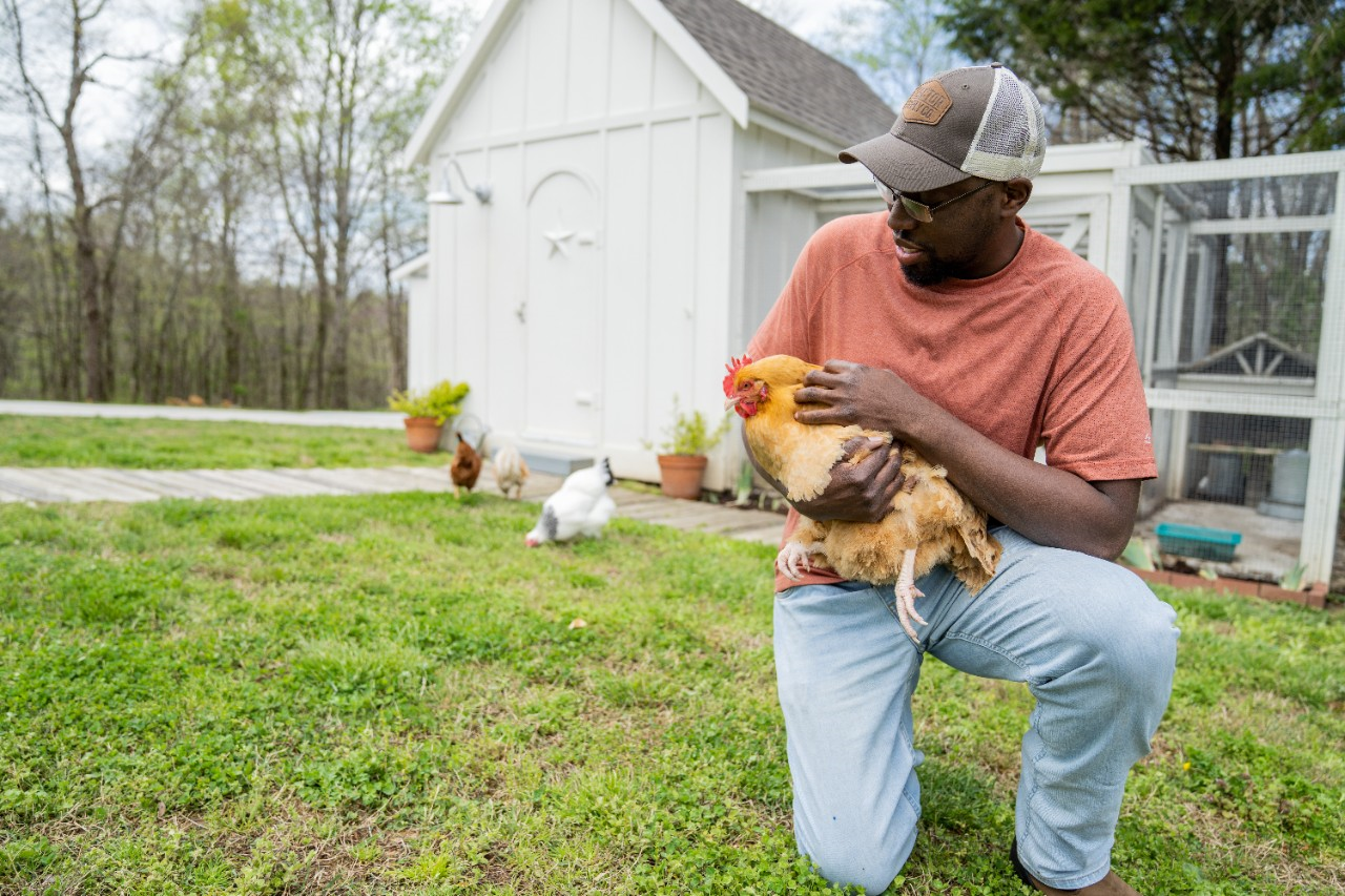 What is Poultry? The Definition of Poultry and Other Bird-Related Terms ...