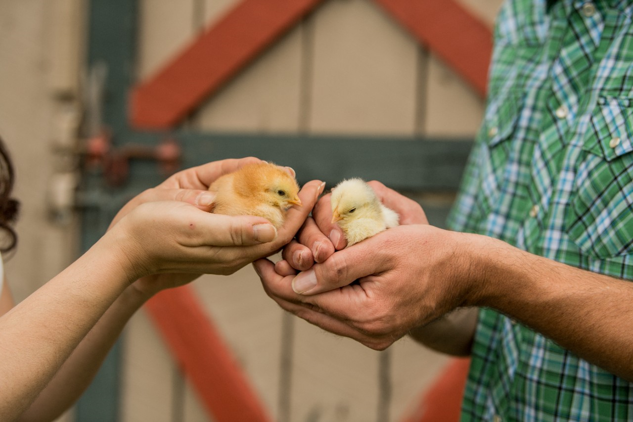 Pecking Order 101: The Full Guide to Chickens and Peck Order | Tractor ...